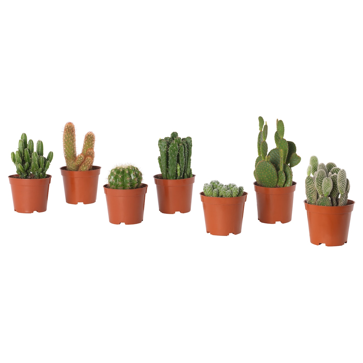 CACTACEAE potted plant cactus/assorted - IKEA