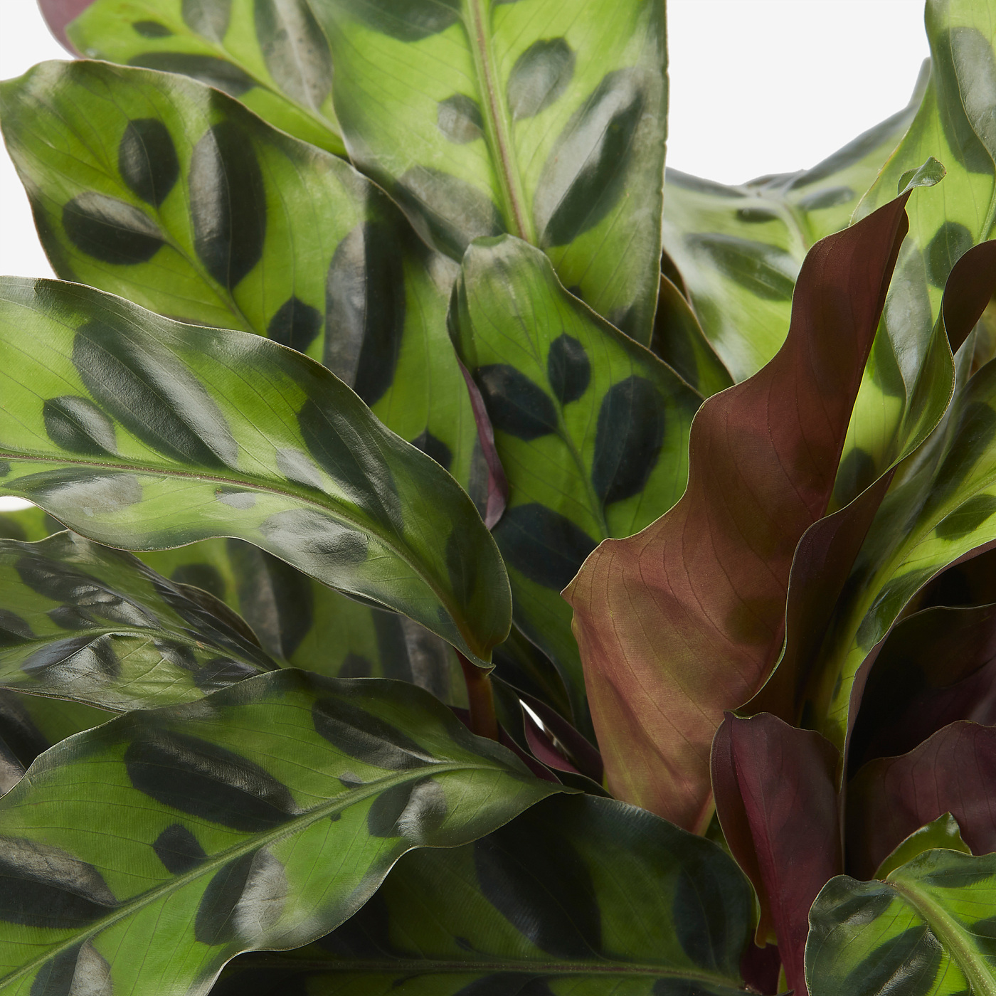 CALATHEA plant Hydroponic/Calathea - IKEA