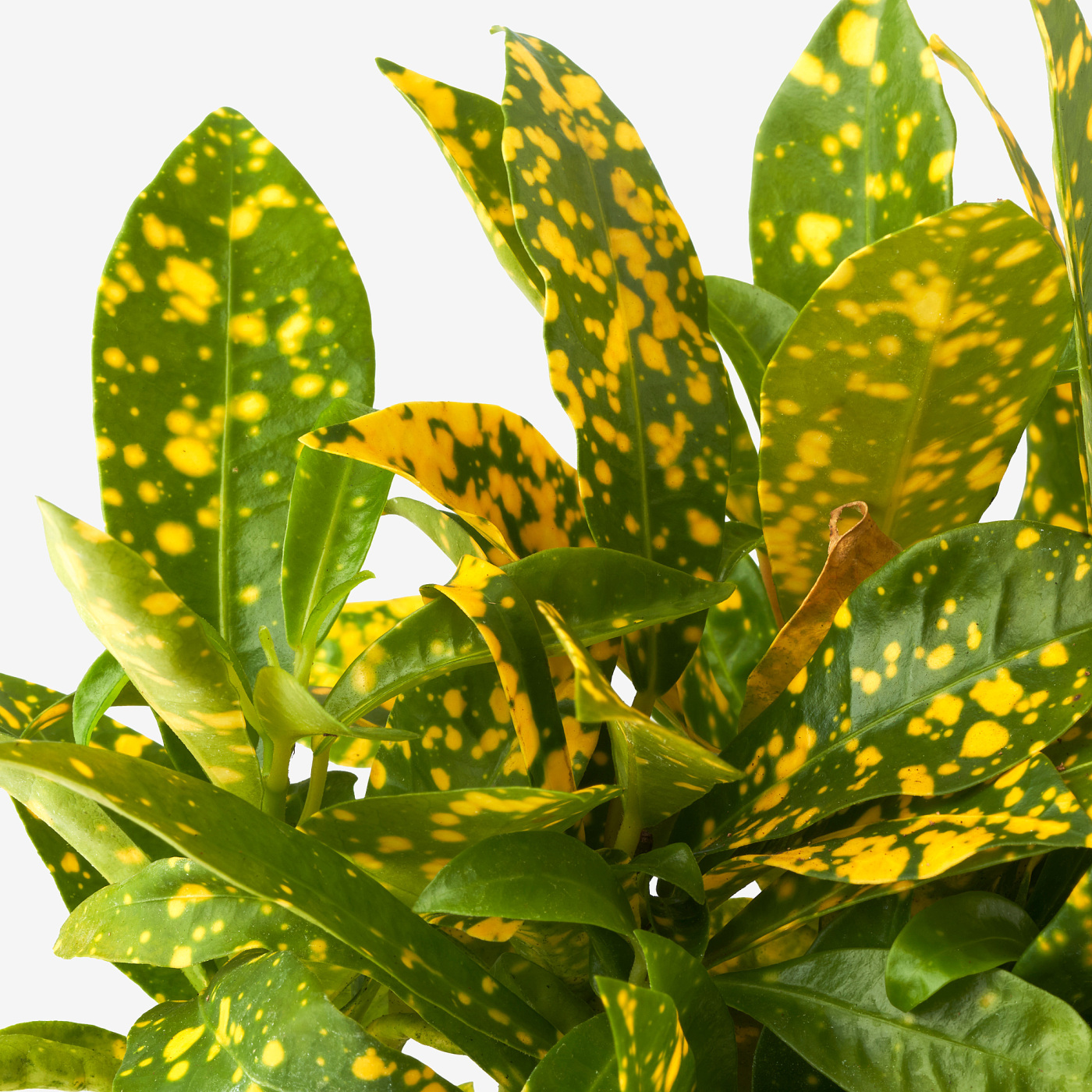 CODIAEUM potted plant Croton assorted - IKEA