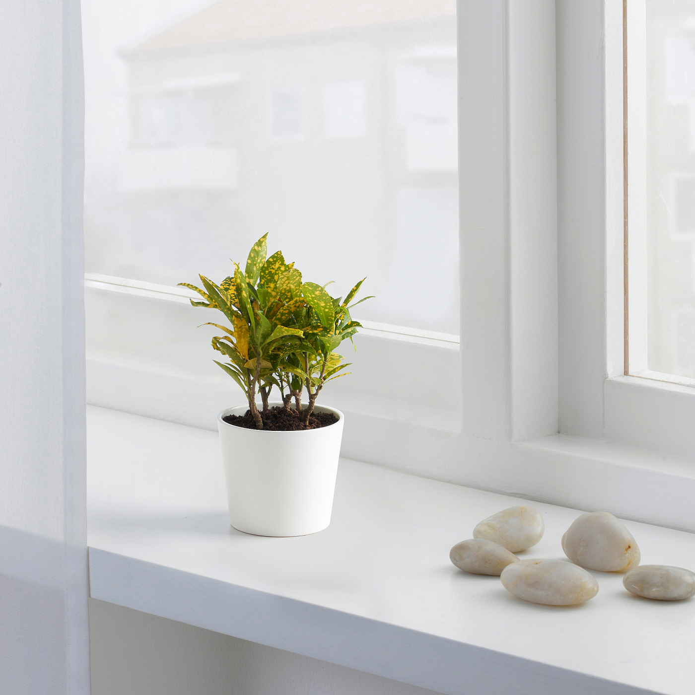 CODIAEUM potted plant Croton assorted - IKEA