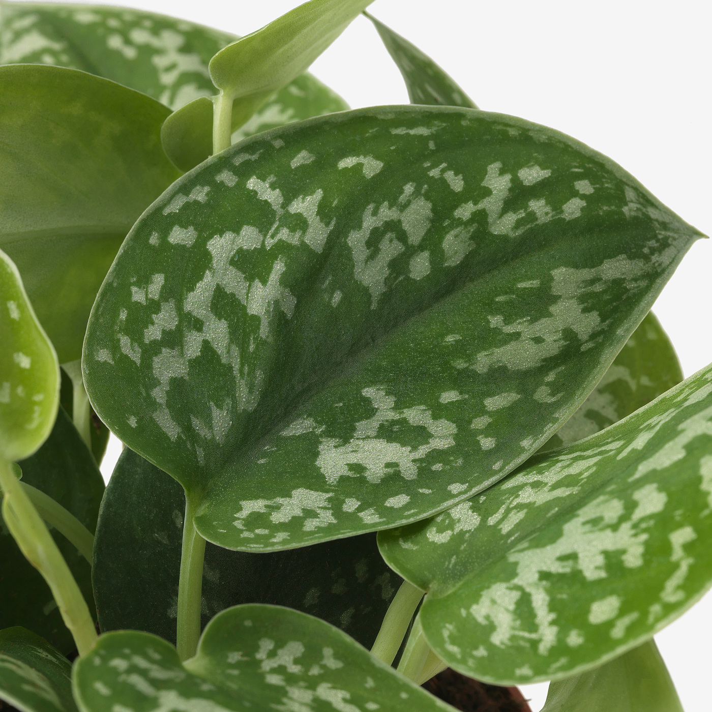 EPIPREMNUM potted plant Golden Pothos - IKEA