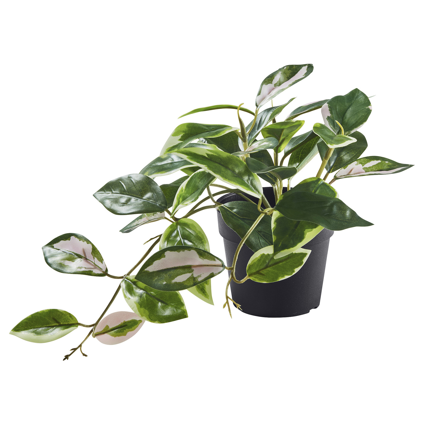 FEJKA artificial potted plant in/outdoor/Wax plant hanging - IKEA