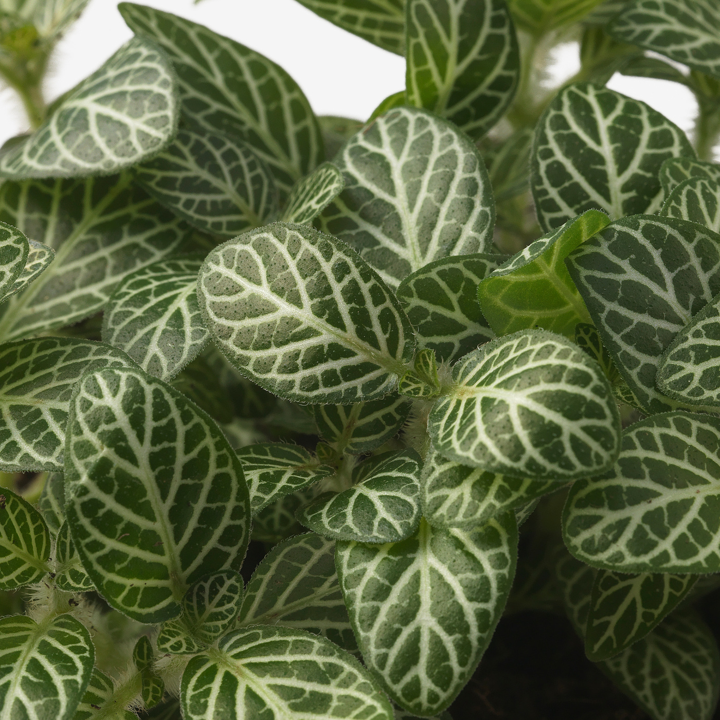 FITTONIA potted plant assorted - IKEA