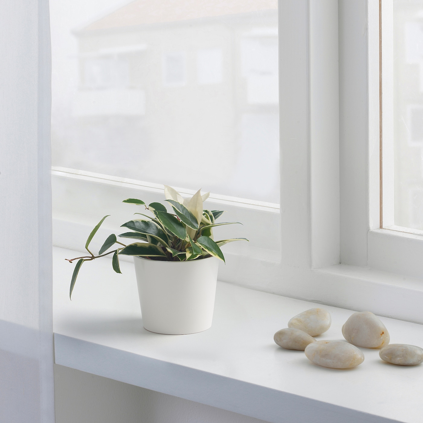 HOYA potted plant - IKEA