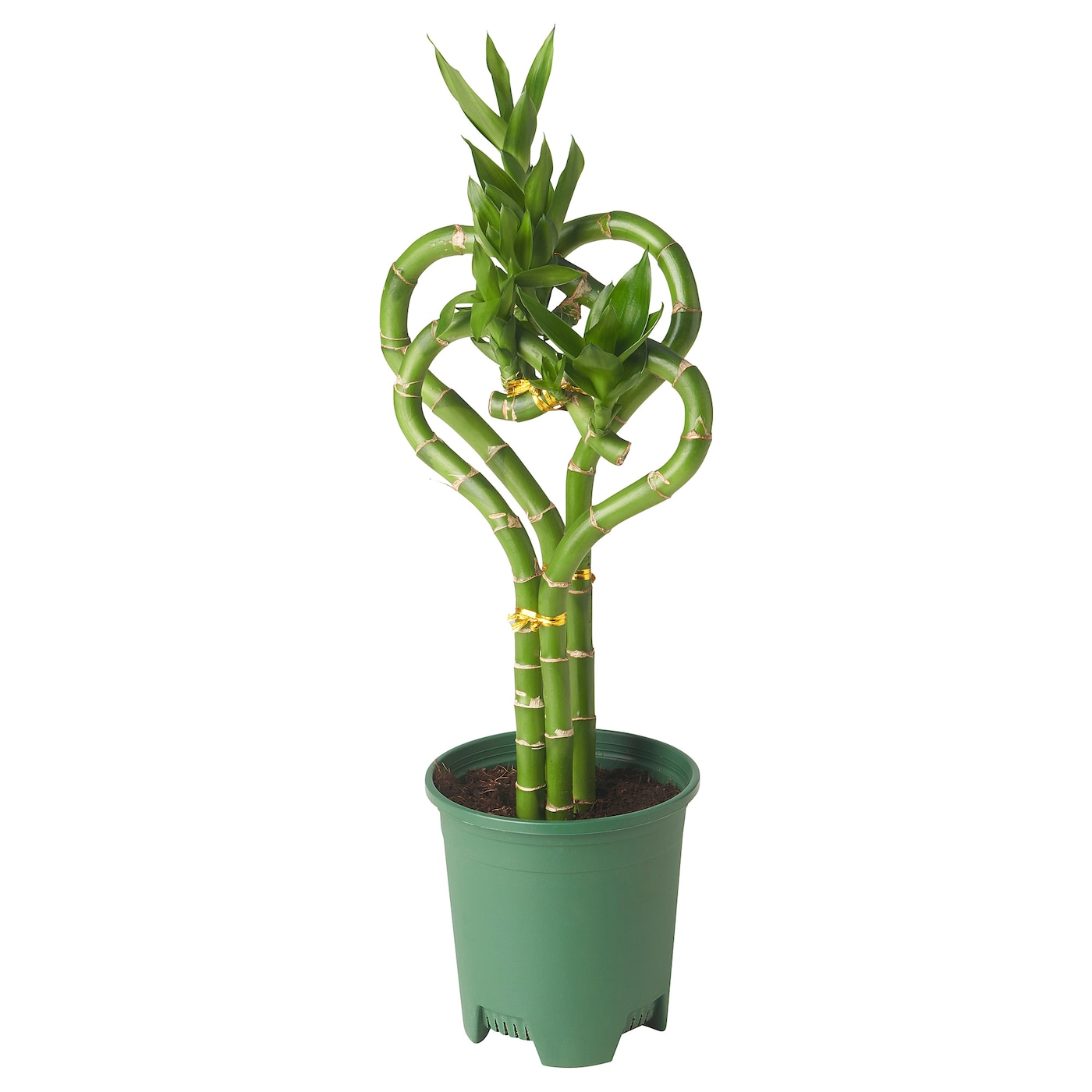 DRACAENA LUCKY BAMBOO 富贵竹 盆栽植物 - IKEA