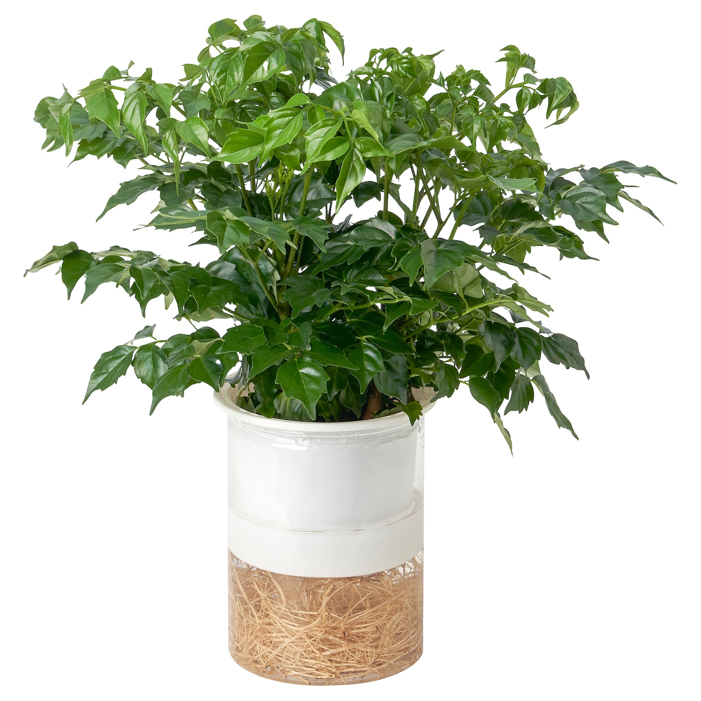 RADERMACHERA 盆栽植物 绿宝 水培 - IKEA